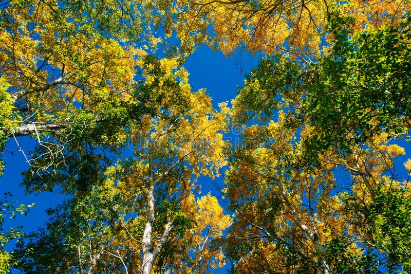 Leaves of Trees View from Below into the Sky, Autumn Landscape Stock ...