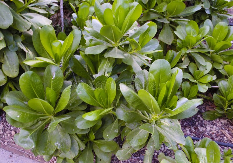 Leaves in Triangular Shaped Bunch Branch Stock Photo - Image of ...