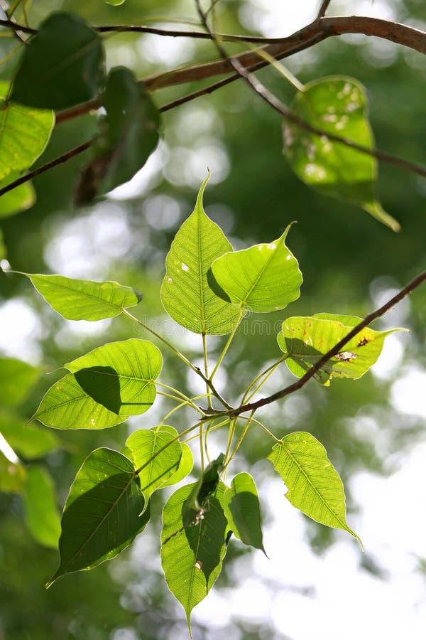Leaves Tropical Forest Trees Texture Background Wallpaper Stock Photo ...