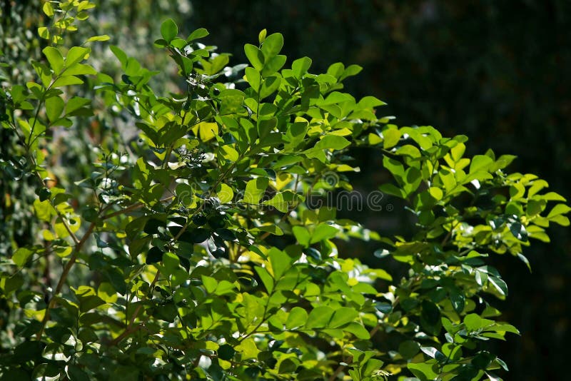 Leaves Tropical Forest Trees Texture Background Wallpaper Stock Image ...