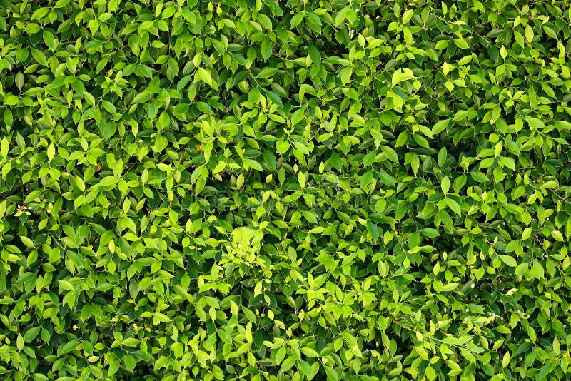 Leaves Tropical Forest Trees Texture Background Wallpaper Stock Photo ...