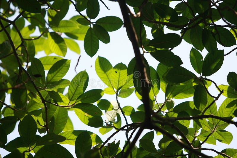 Leaves Tropical Forest Trees Texture Background Wallpaper Stock Image ...