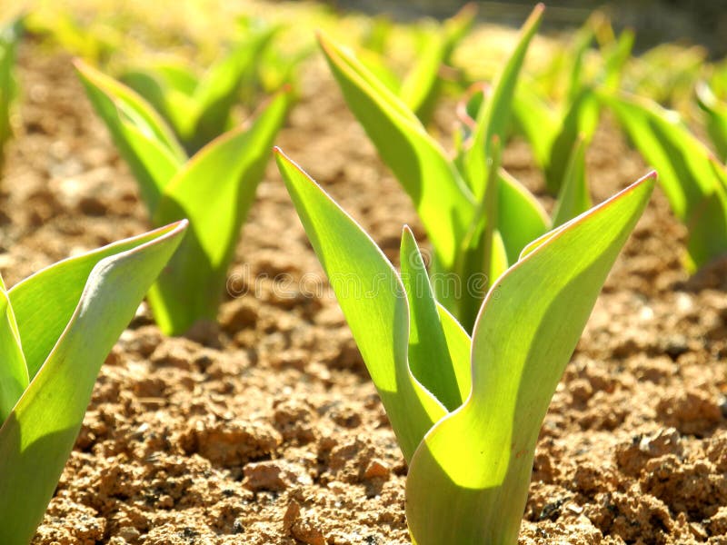 Leaves of Tulips in the Early Spring Stock Image - Image of tenderness ...