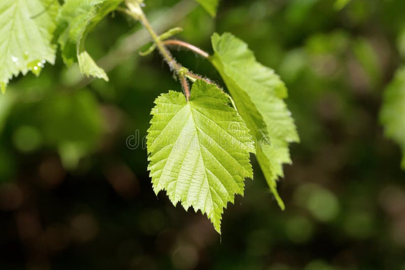 Spring Growth Young Hazel Sapling Stock Photos - Free & Royalty-Free ...