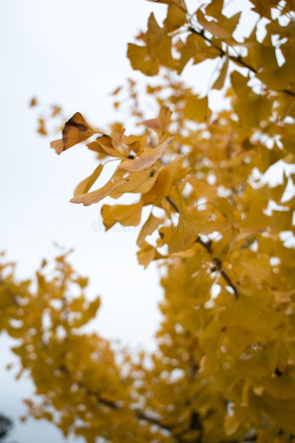 Leaves Turning Color Fall Yellow Stock Image - Image of fall, color ...