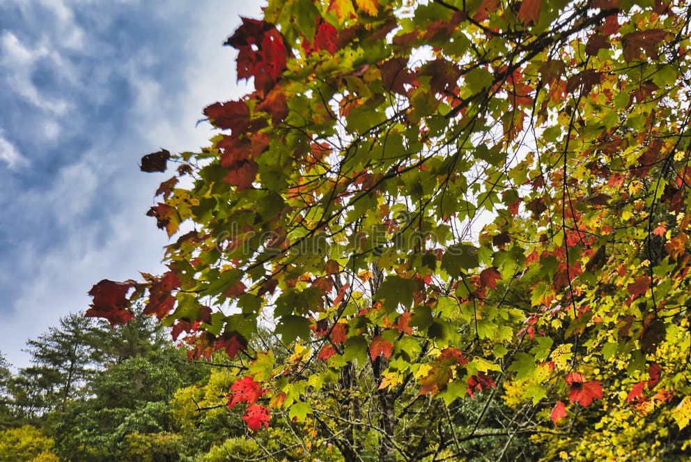 Leaves Turning in the Fall. Stock Photo - Image of colorful, turning ...