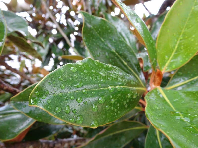 Leaf with Raindrops after Storm Stock Image - Image of bright, droplet ...