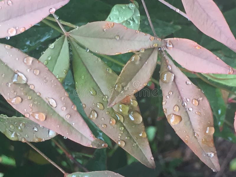 Leaf with Raindrops after Storm Stock Photo - Image of fresh, leaf ...