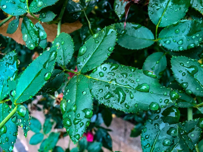 Leaf with Raindrops after Storm Stock Image - Image of foliage ...