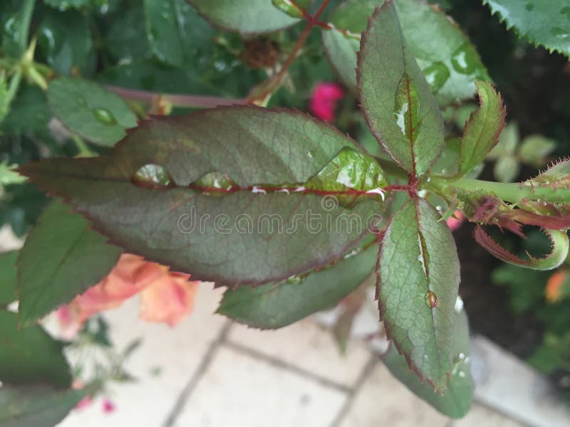 Leaf with Raindrops after Storm Stock Photo - Image of plant, turning ...