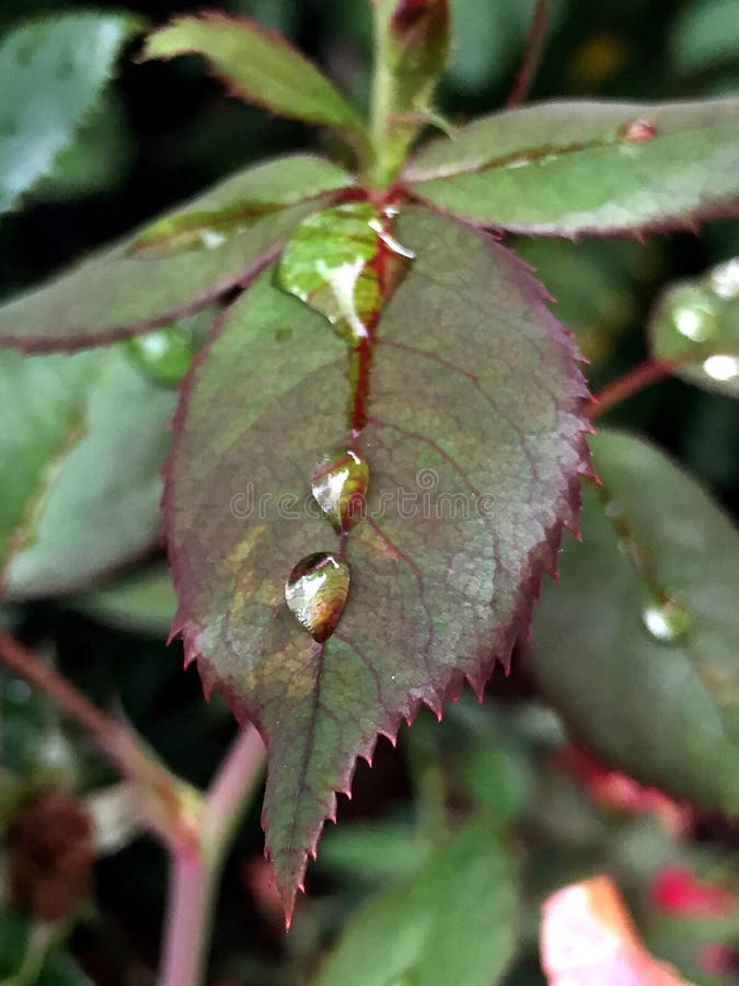 Leaf with Raindrops after Storm Stock Photo - Image of insect, storm ...