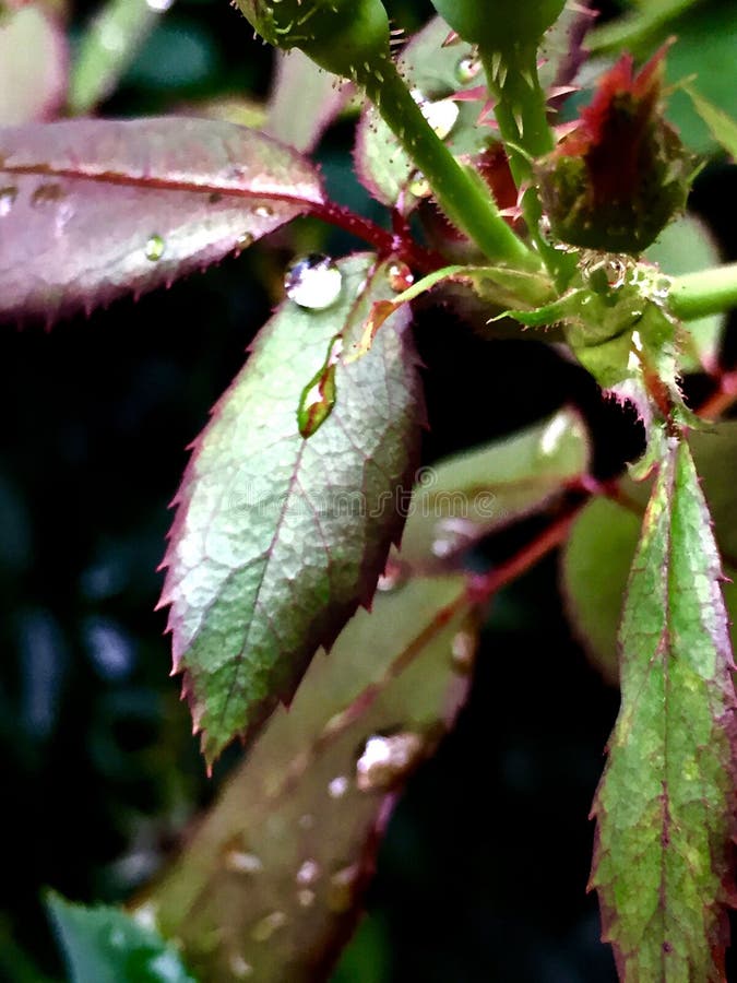 Leaf with Raindrops after Storm Stock Photo - Image of plant, leaf ...