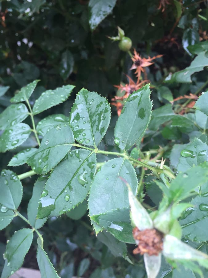 Leaf with Raindrops after Storm Stock Photo - Image of tree, shrub ...