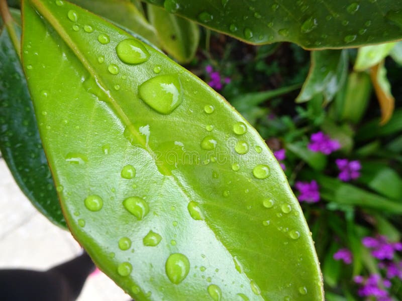 Leaf with Raindrops after Storm Stock Image - Image of nature ...