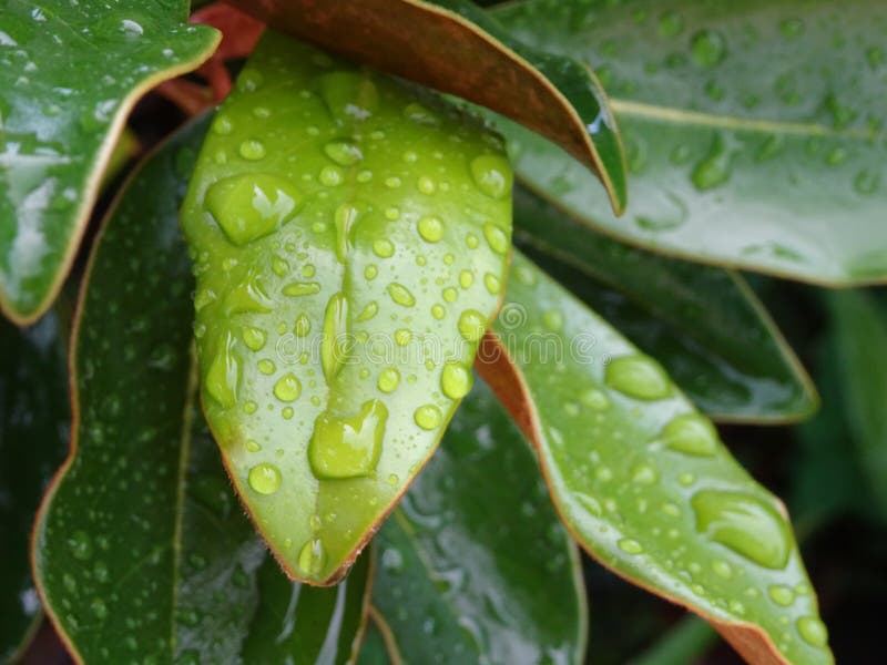 Leaf with Raindrops after Storm Stock Photo - Image of invertebrate ...