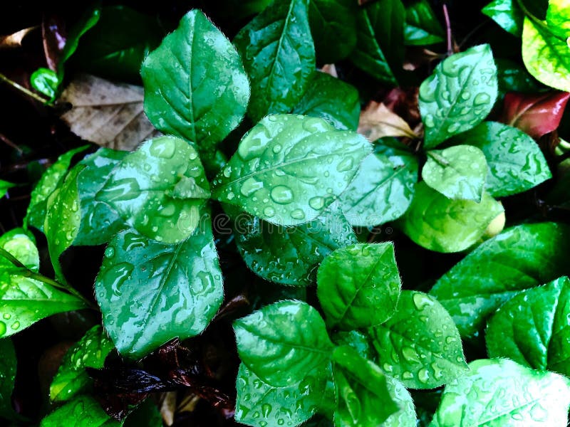 Rain on rose leaf stock image. Image of closeup, close - 107555031