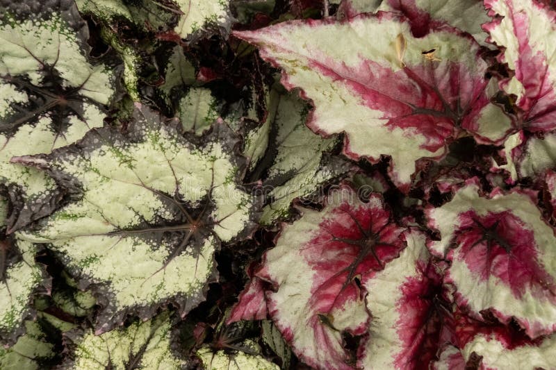 Two Different Color Combinations: Red and White and Green and White ...