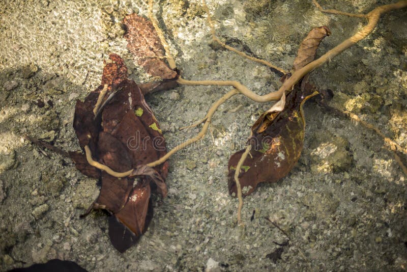 Leaves Under a Flowing Stream Stock Photo - Image of twigs, sunlight ...