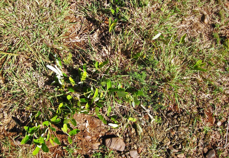 Leaves of an Underground Tree Stock Photo - Image of africa ...