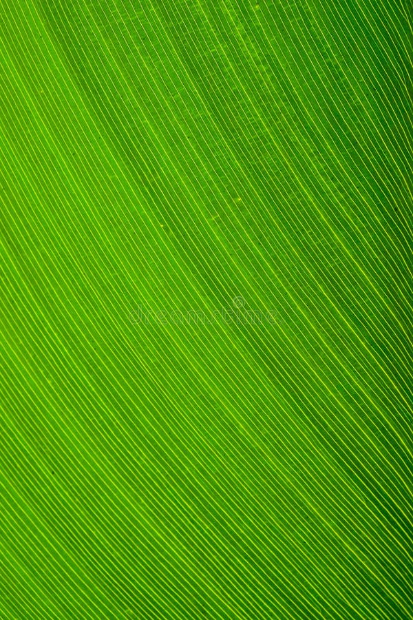 Leaves with Unique Abstract Patterns and Textures Stock Image - Image ...