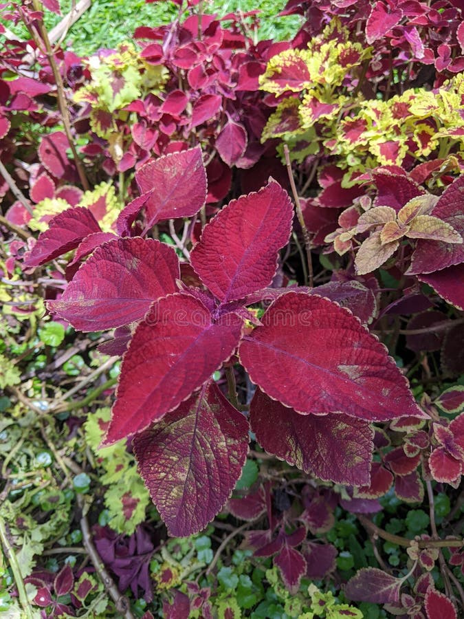 Leaves with Unique Colors in Fall Stock Image - Image of colors ...