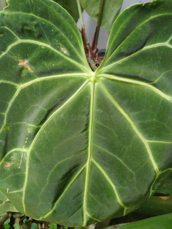 Leaves with Unique Motifs in the City Park of Purworejo, Central Java ...