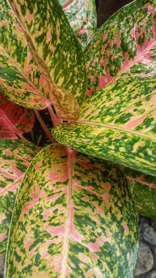 Leaves with Unique Patterns Add To the Beauty of the Garden during the ...