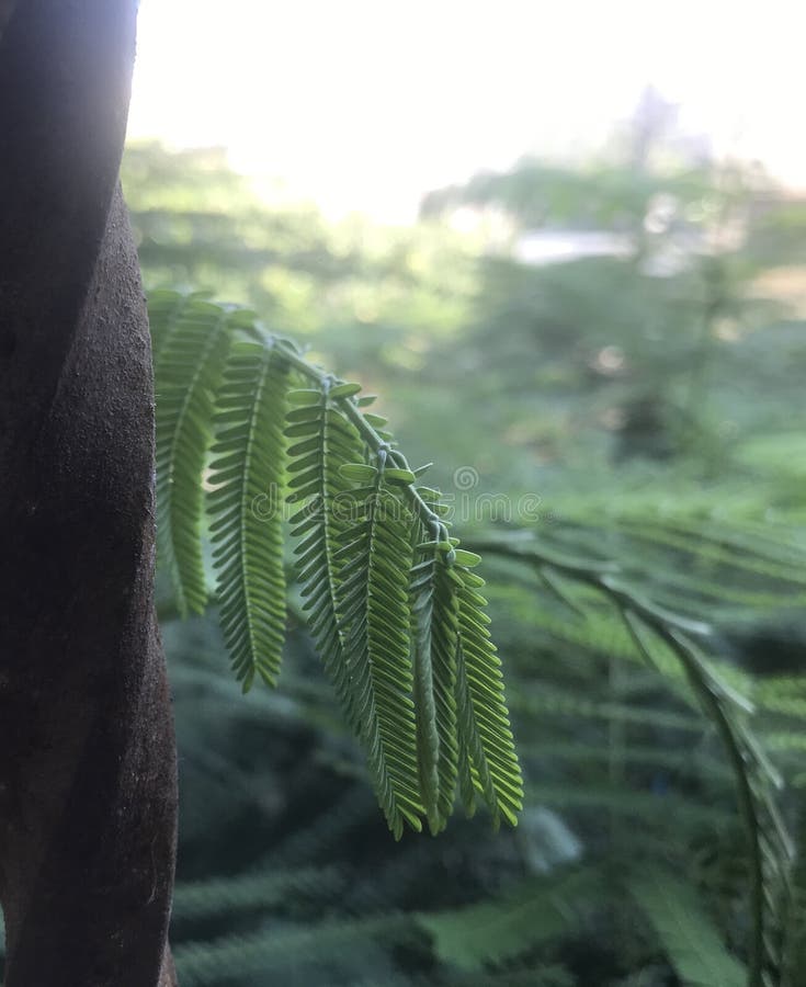 Leaves Outside stock photo. Image of leaves, blurred - 195713468