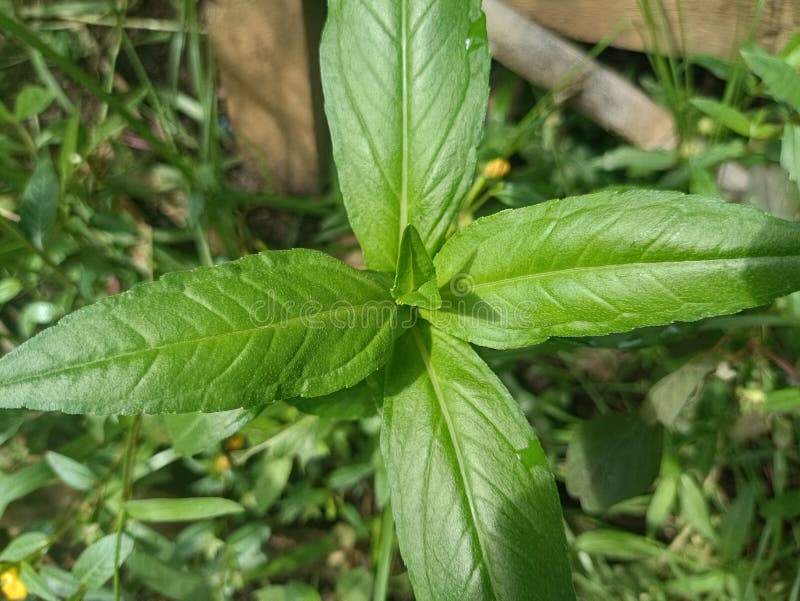 Leaves of the Urang Aring Weed Plant with the Species Name Eclipta ...