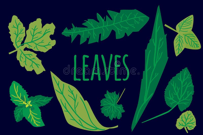 Leaves Vector Illustration Set for Your Design. Stock Vector ...