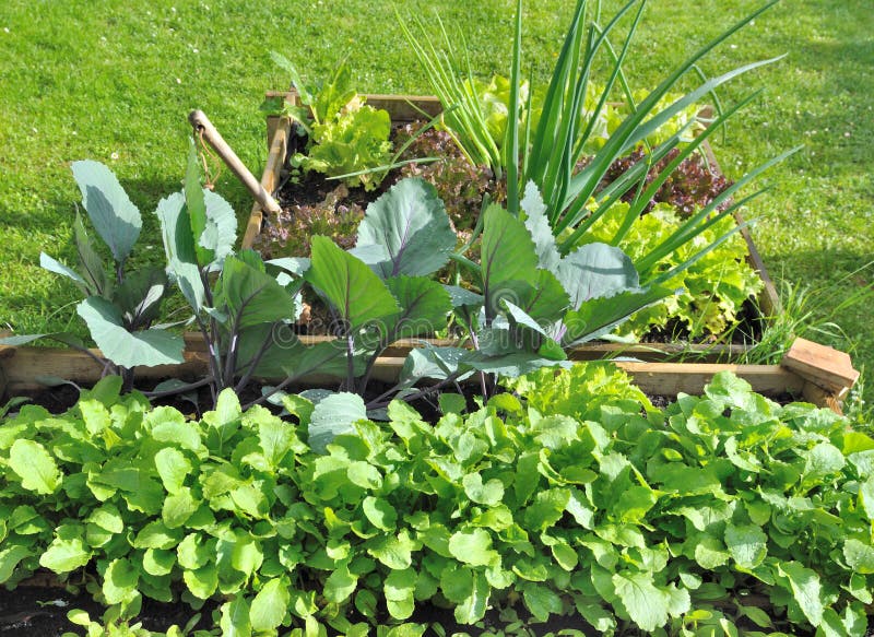 Leaves of Vegetables in Patch Stock Photo - Image of greenery, garden ...