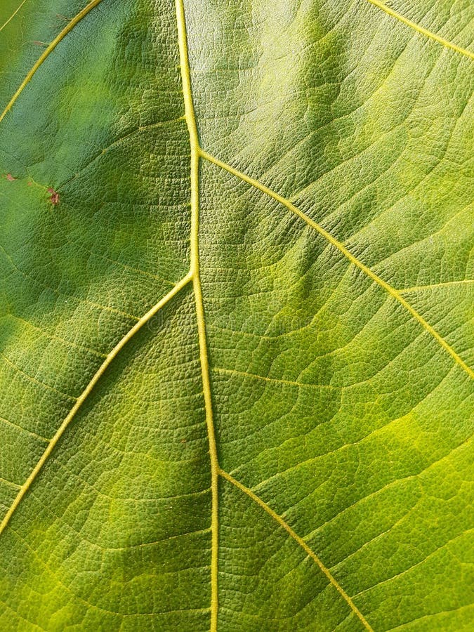 Leaf Vein Front View by Sunlight Stock Photo - Image of leaves ...