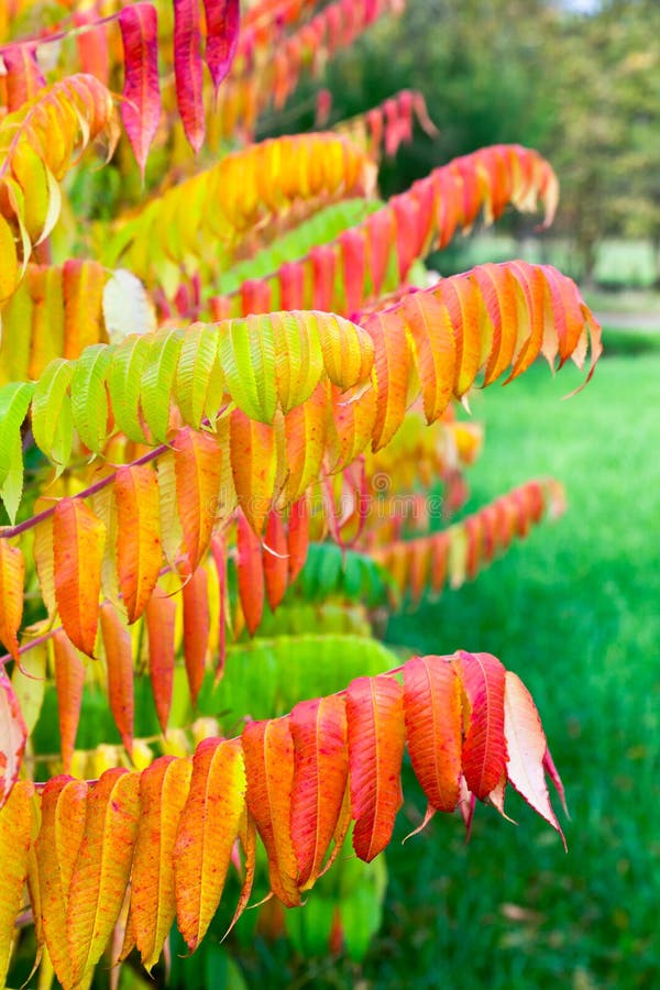Leaves of Velvet Tree in Fall Colors Stock Image - Image of backdrop ...
