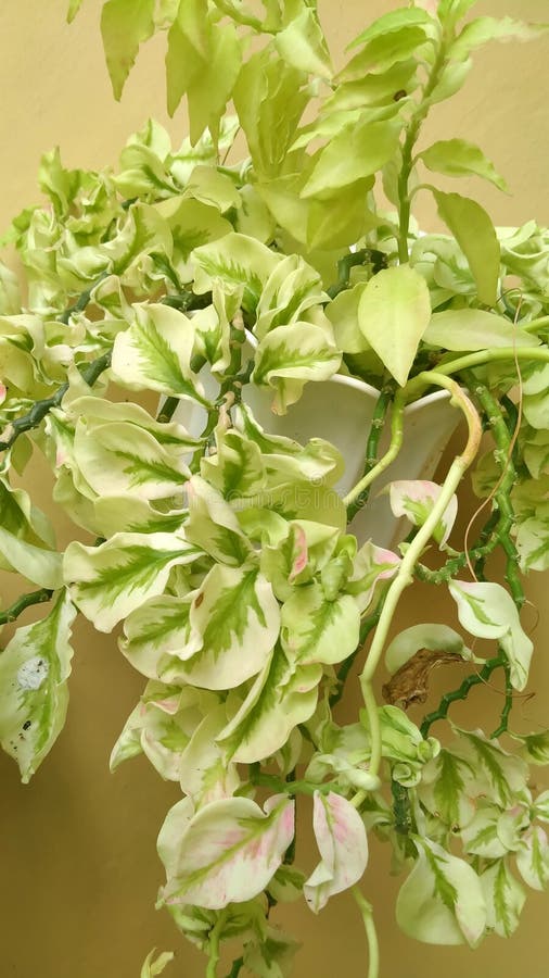 Leaves with a Very Beautiful Green Color Stock Image - Image of color ...