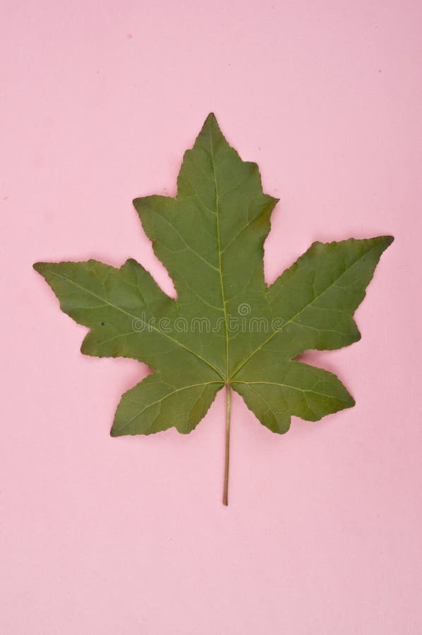 Leaves on a Vibrant Background Stock Image - Image of pink, studio ...