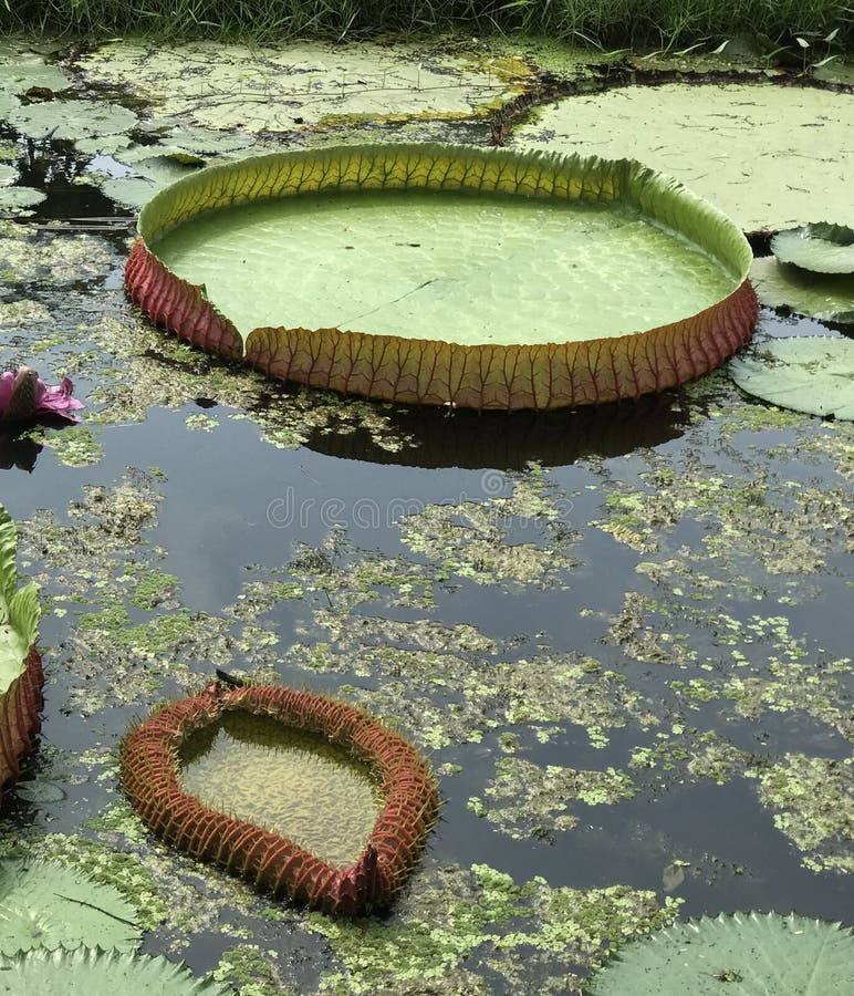 Leaves of Victoria Water Lily. Stock Photo - Image of aquatic ...