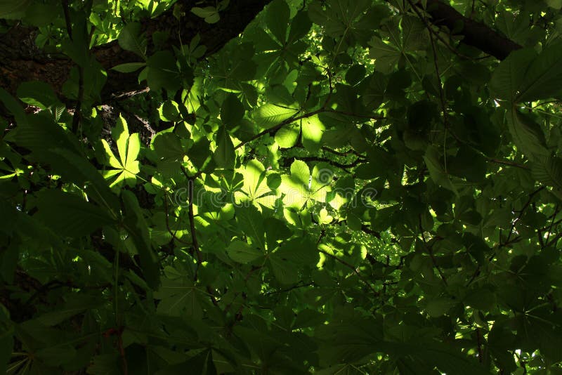 Leaves stock photo. Image of treetop, view, plant, garden - 95819862