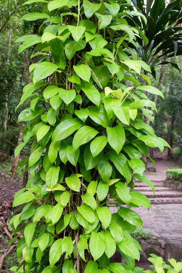 Leaves vine on the tree stock photo. Image of country - 101212964