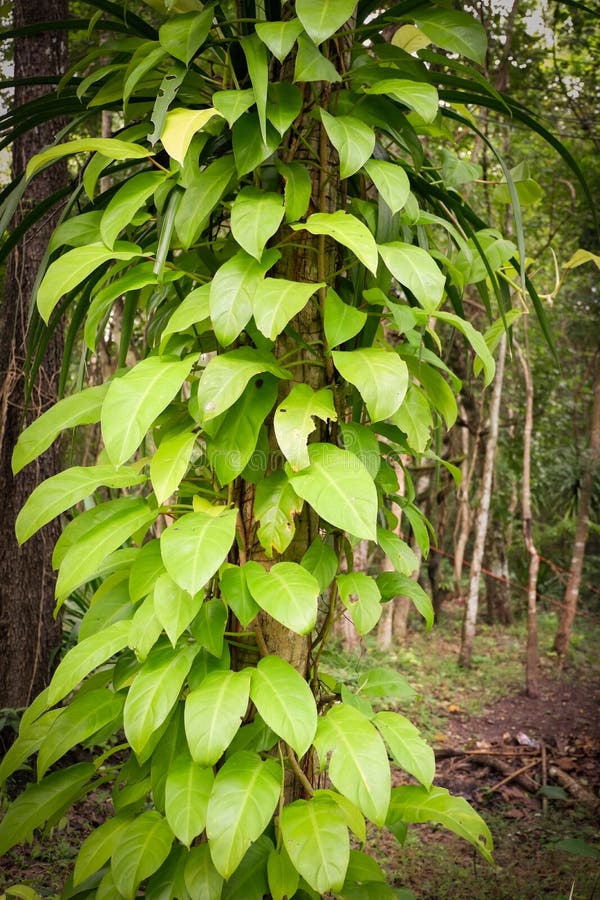 Leaves vine on the tree stock photo. Image of abstract - 101908718