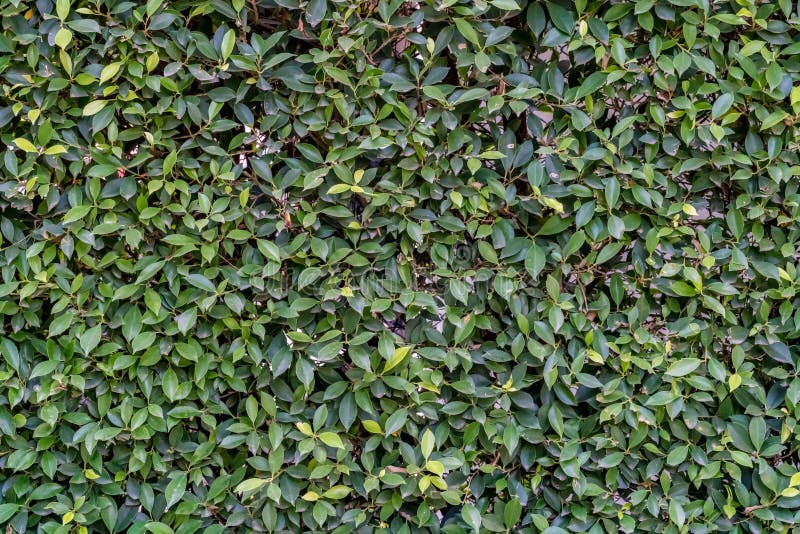 Leaves wall texture stock image. Image of pattern, garden - 82550637