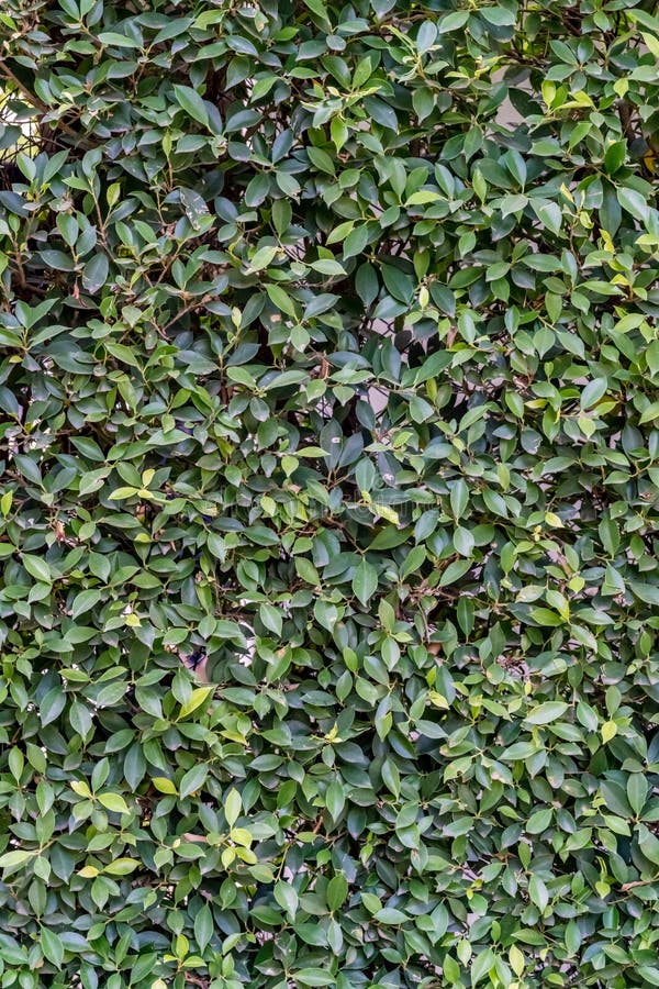 Leaves wall texture stock image. Image of fence, spring - 82550985