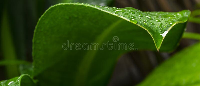 Abstract Background of Leaf with Splash of Water Stock Image - Image of ...