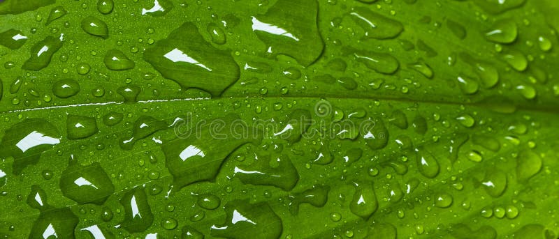 Abstract Background of Leaf with Splash of Water Stock Image - Image of ...