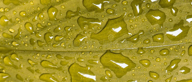 Abstract Background of Leaf with Splash of Water Stock Image - Image of ...