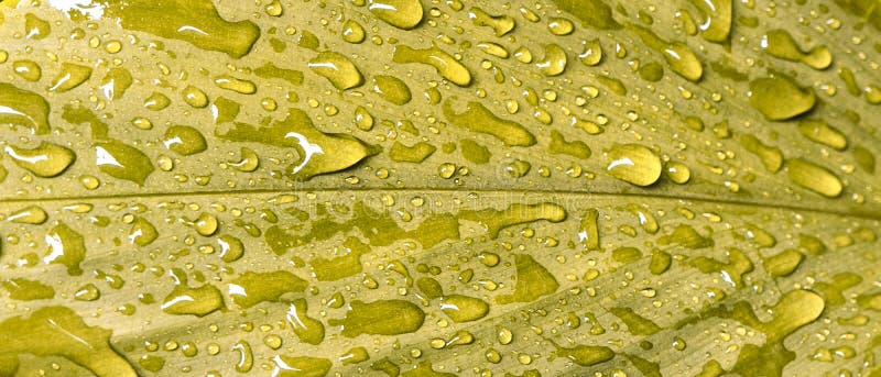 Abstract Background of Leaf with Splash of Water Stock Image - Image of ...