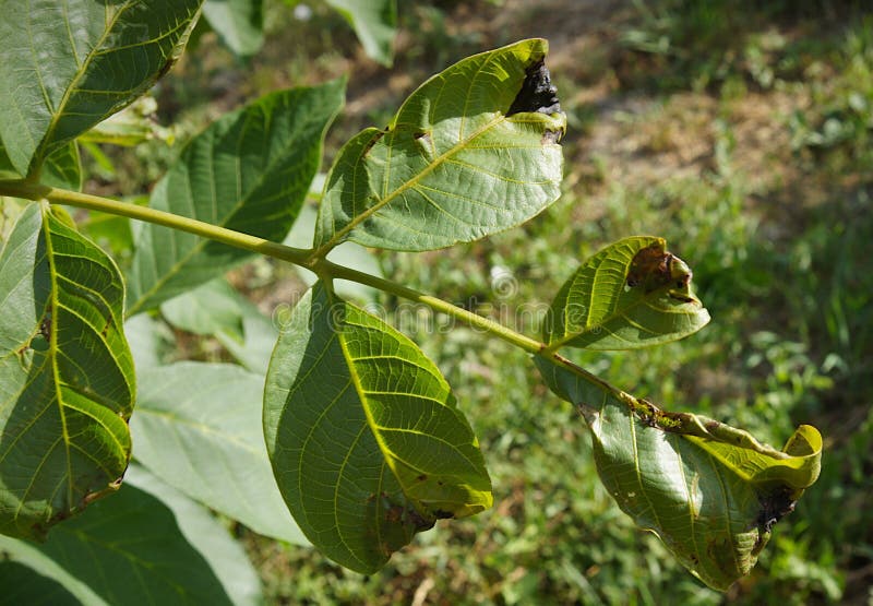 Leaves of Walnut Affected by Pests Stock Photo - Image of food, macro ...