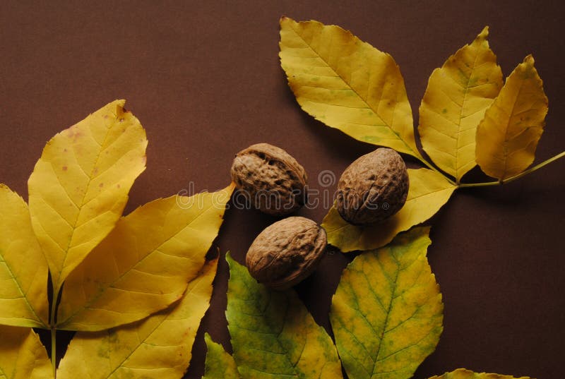Leaves with walnuts stock photo. Image of yellow, walnuts - 258560610