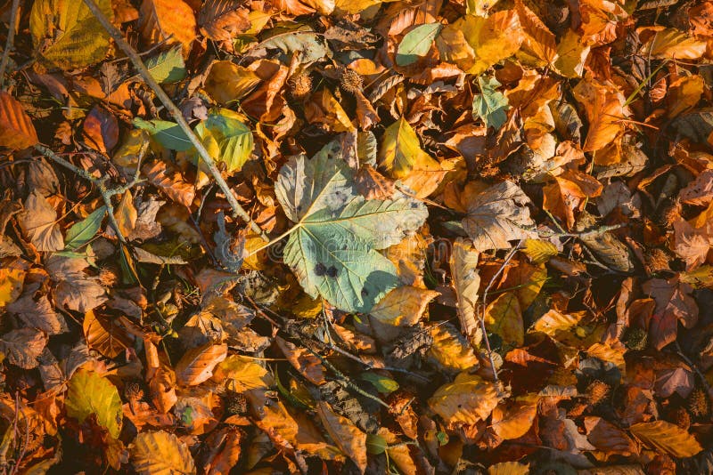 Leaves in Warm Colors in the Fall with Maple Stock Image - Image of ...