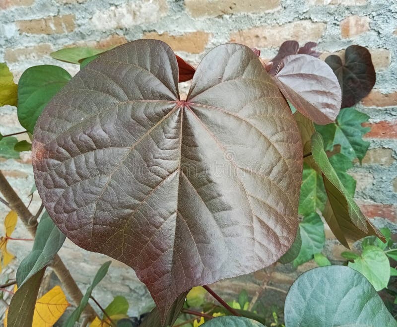 Waru Tree Stock Photos - Free & Royalty-Free Stock Photos from Dreamstime