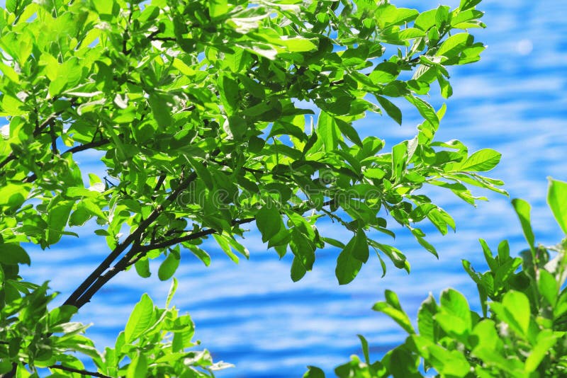 Leaves and water stock image. Image of abstract, blue - 4803053